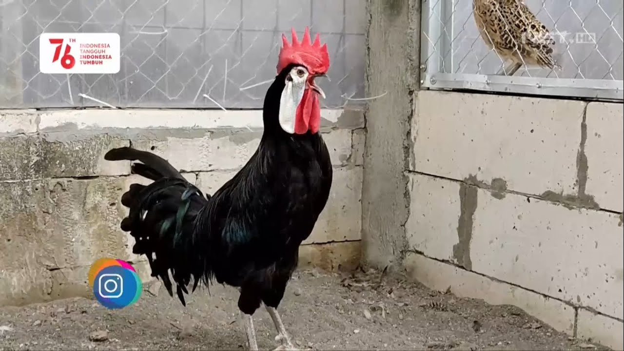 Ayam Face Spanish, Bukan Sembarang Ayam - IPOP - YouTube