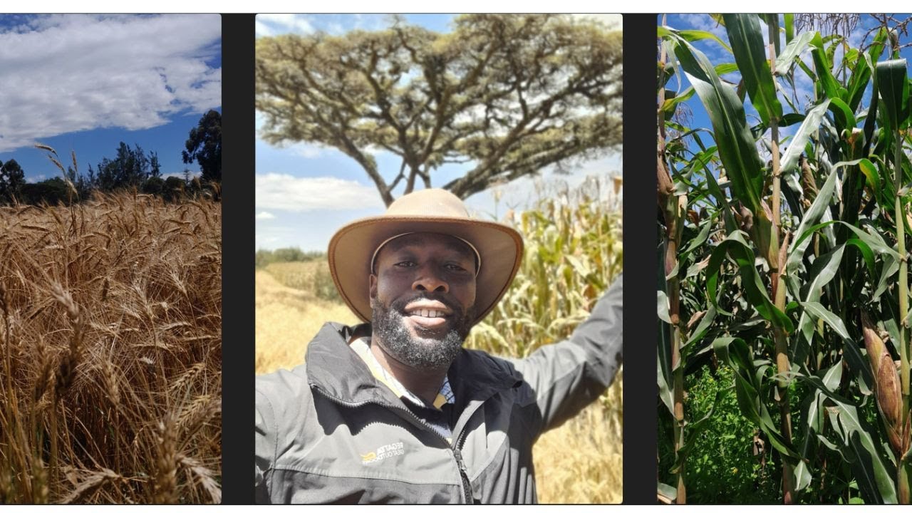 Dorper farming, Goat farming and coffee farming. - YouTube