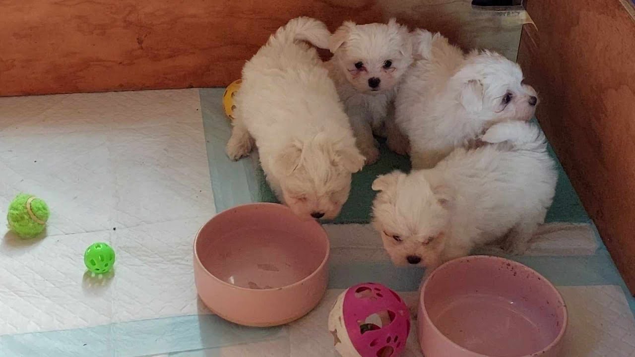 Adorable 7 Week-Old Maltese Puppies Playing and Relaxing to Calming ...