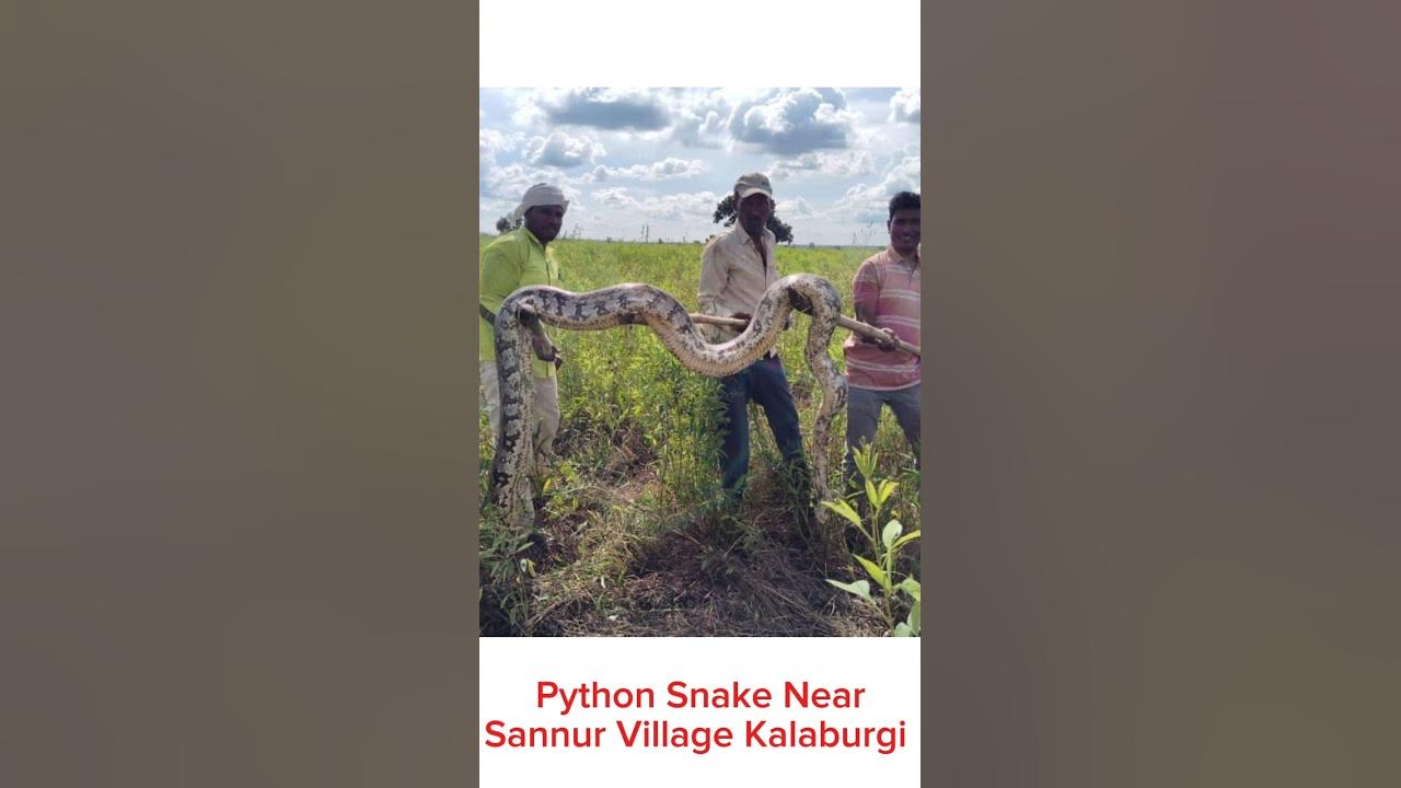 Python Snake Near Sannur Village Kalaburgi #viralshort #snake # ...