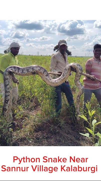 Python Snake Near Sannur Village Kalaburgi #viralshort #snake # ...
