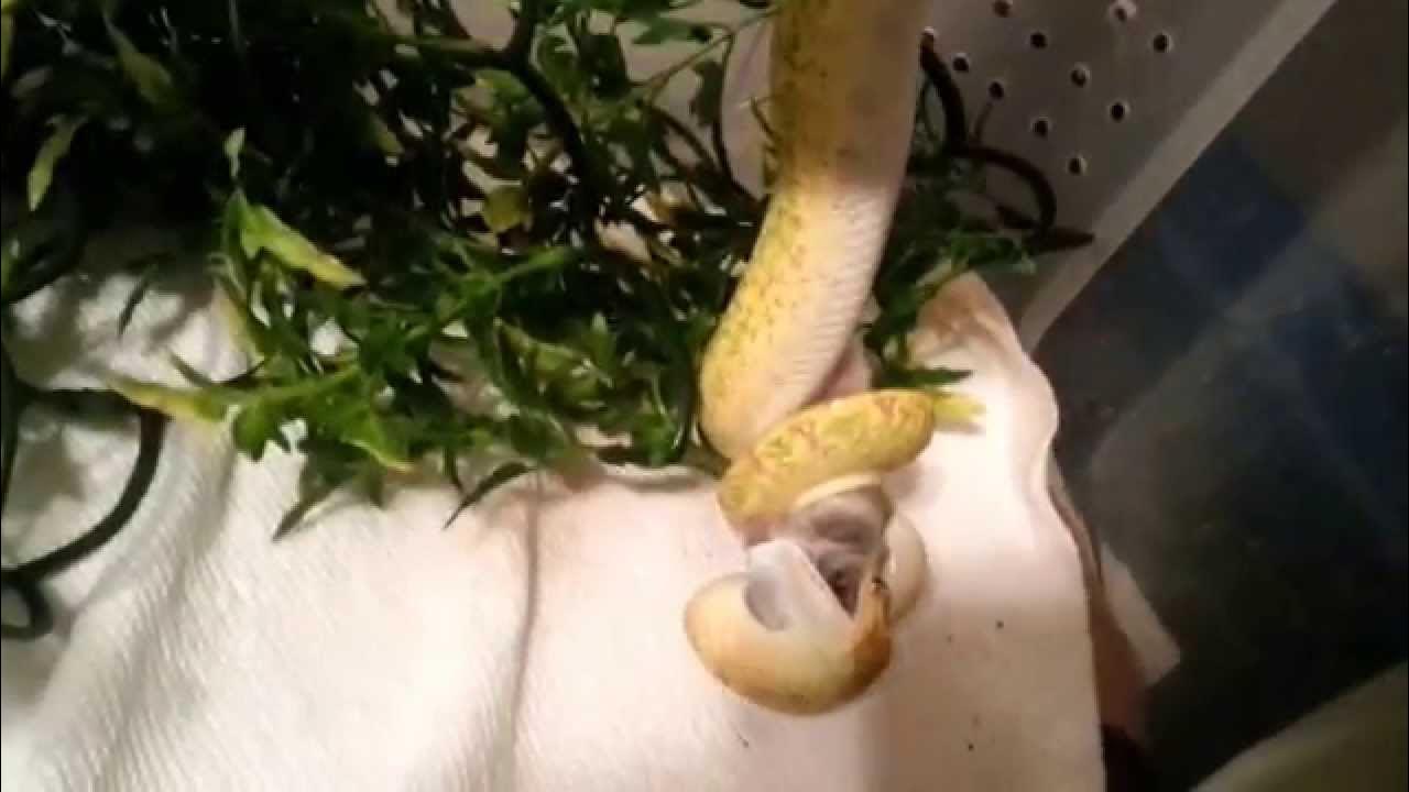 Verdi Green Tree Python Eating - YouTube
