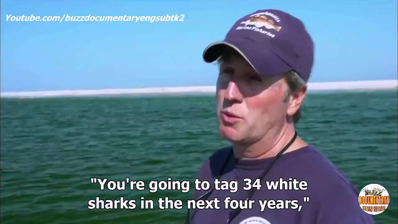 Great White Shark Documentary Why Sharks Attack Great White Shark ...