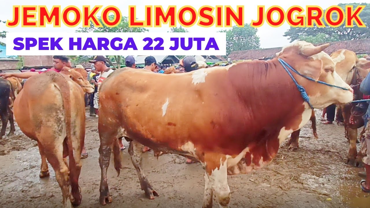 Blantik jombang sapi 22-23 juta Sapi jemoko limosin jogrok spek ...