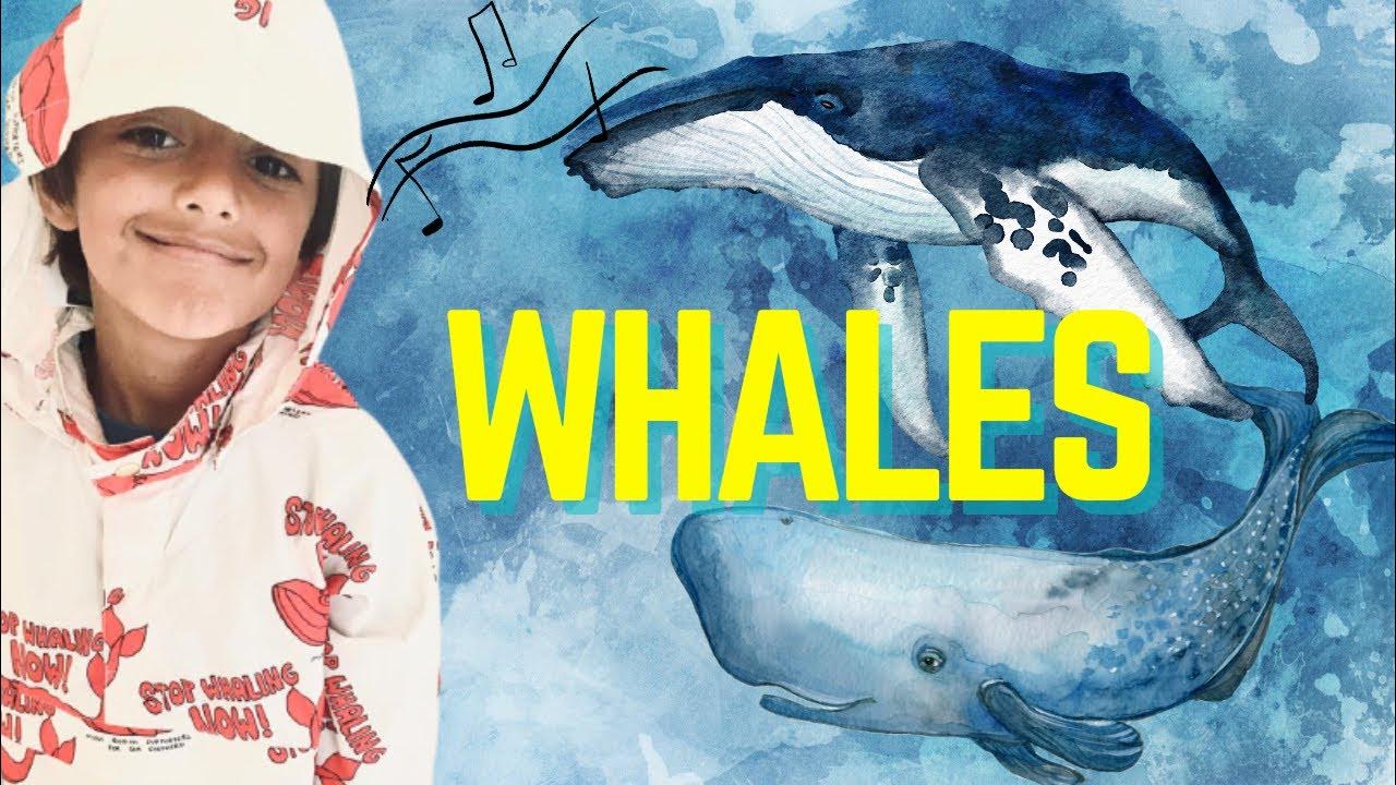 Endangered Animals: Saving Whales - YouTube