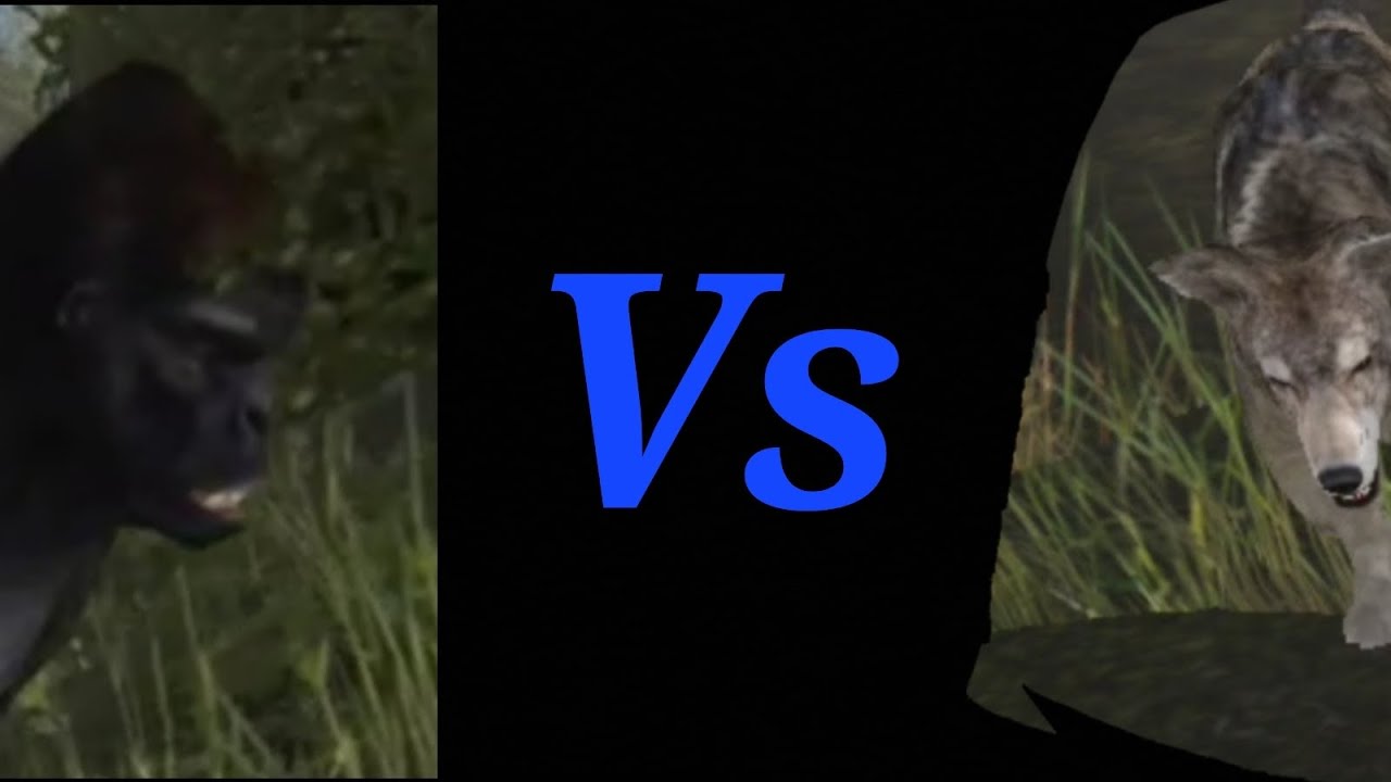 Wild animals online Gorilla Vs Wolf fight #7 - YouTube