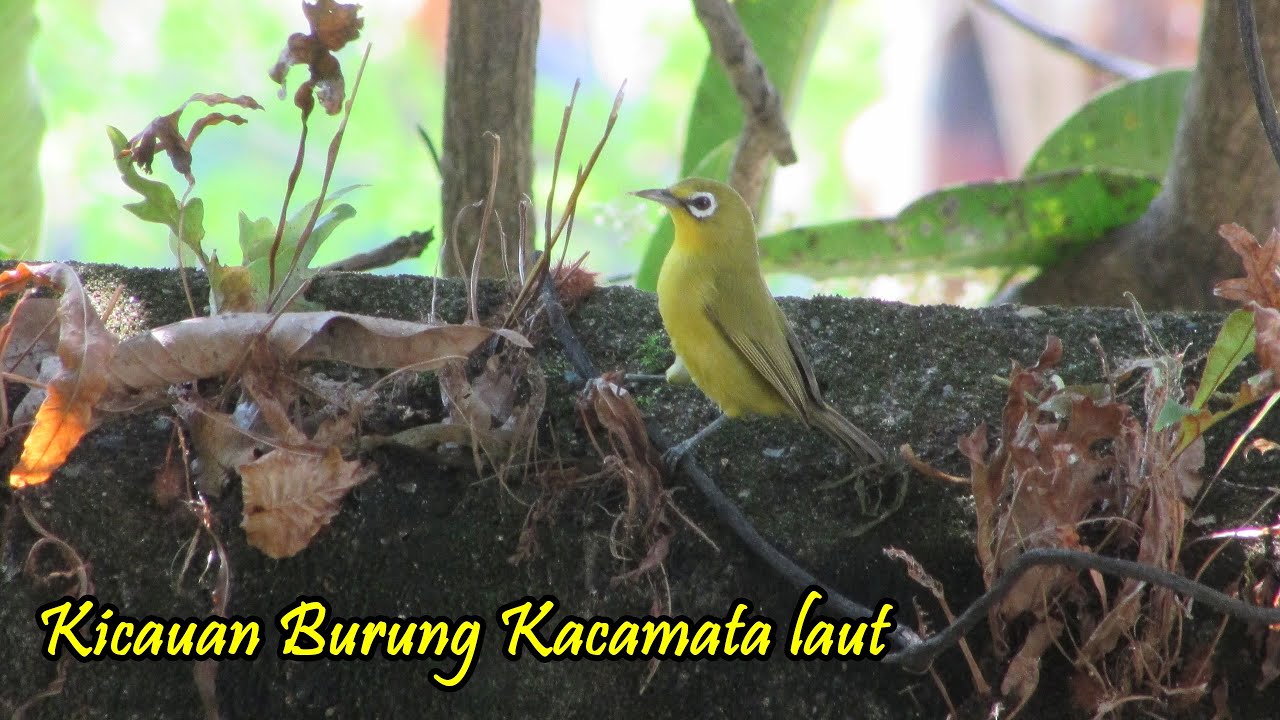 Kicauan burung kacamata laut di alam - YouTube
