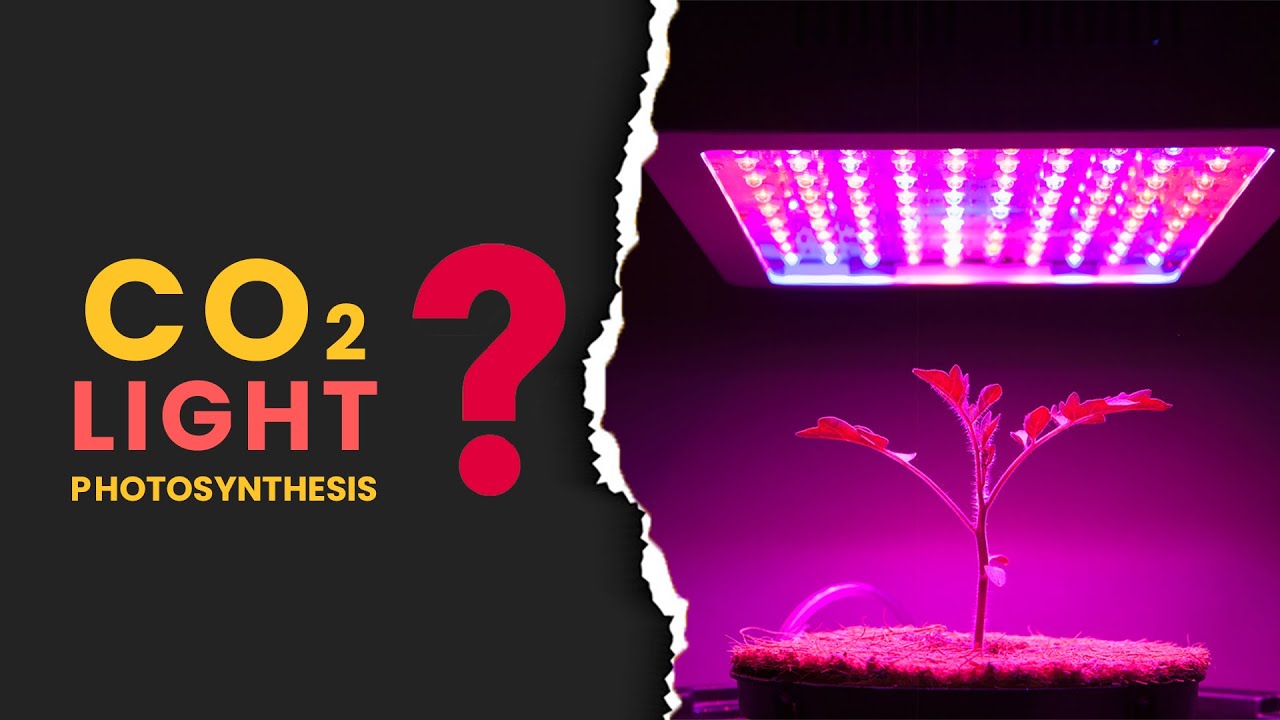 CO2, Light, & Photosynthesis - YouTube