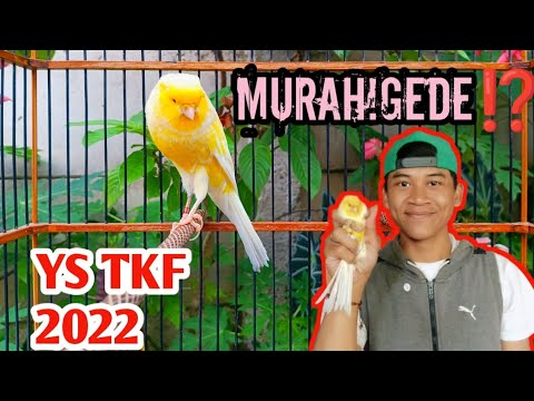 GEDE MURAH‼️ Unboxing YORKSHIRE TKF 22 Pesenan Subscriber Tangerang ...