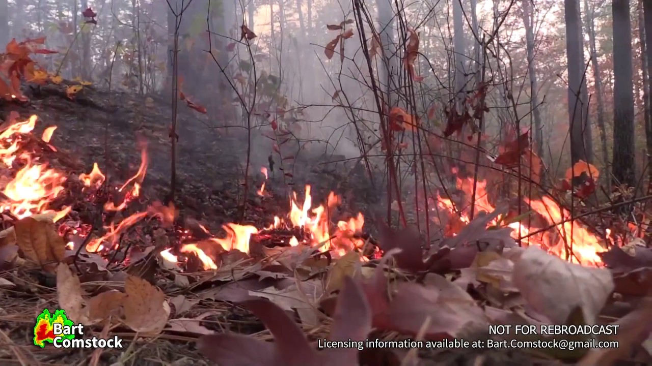 Rough Ridge Forest Fire in NW Georgia (Nov 15th, 2016) - YouTube