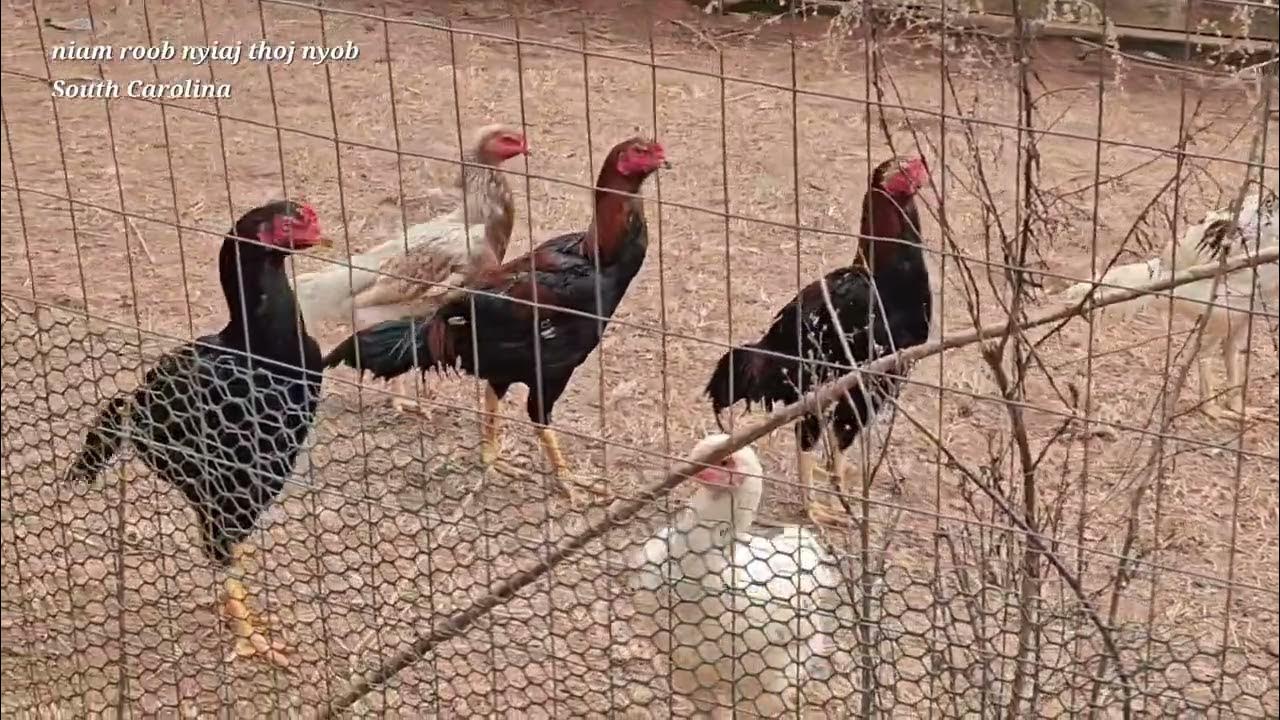 Mus Saib Nquab Saib Qaib 2/25/2024 - YouTube