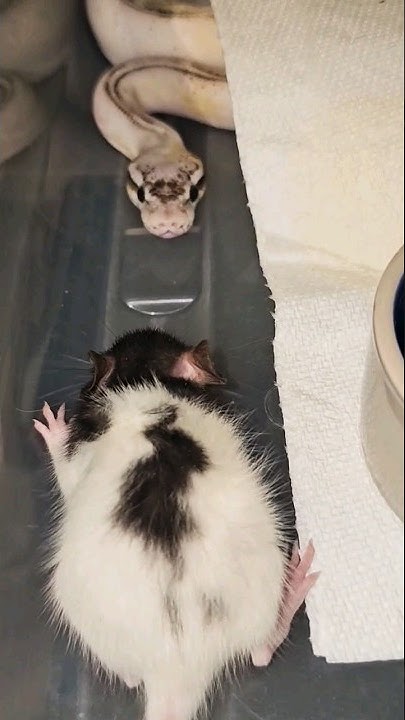 Python Sizes Up Rat - YouTube