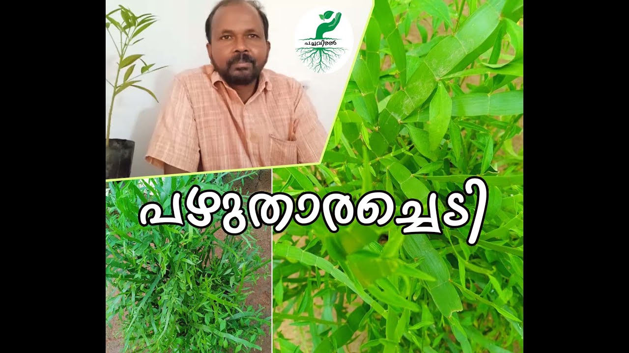 പഴുതാര ചെടി | PAZHUTHARA CHEDY - YouTube