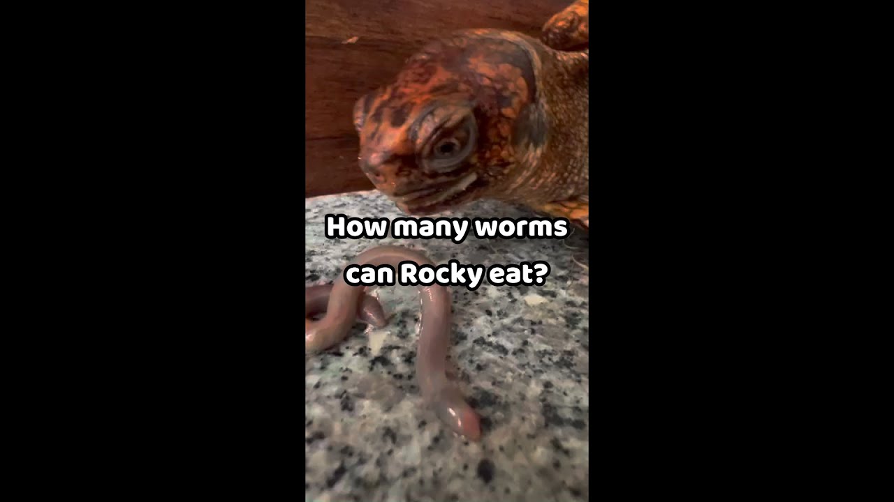 Worms Vs Turtle Feeding Worms To My Pet Box Turtle How Many Worms Can Worms Vs Turtle Feeding Worms To My Pet Box Turtle How Many Worms Can