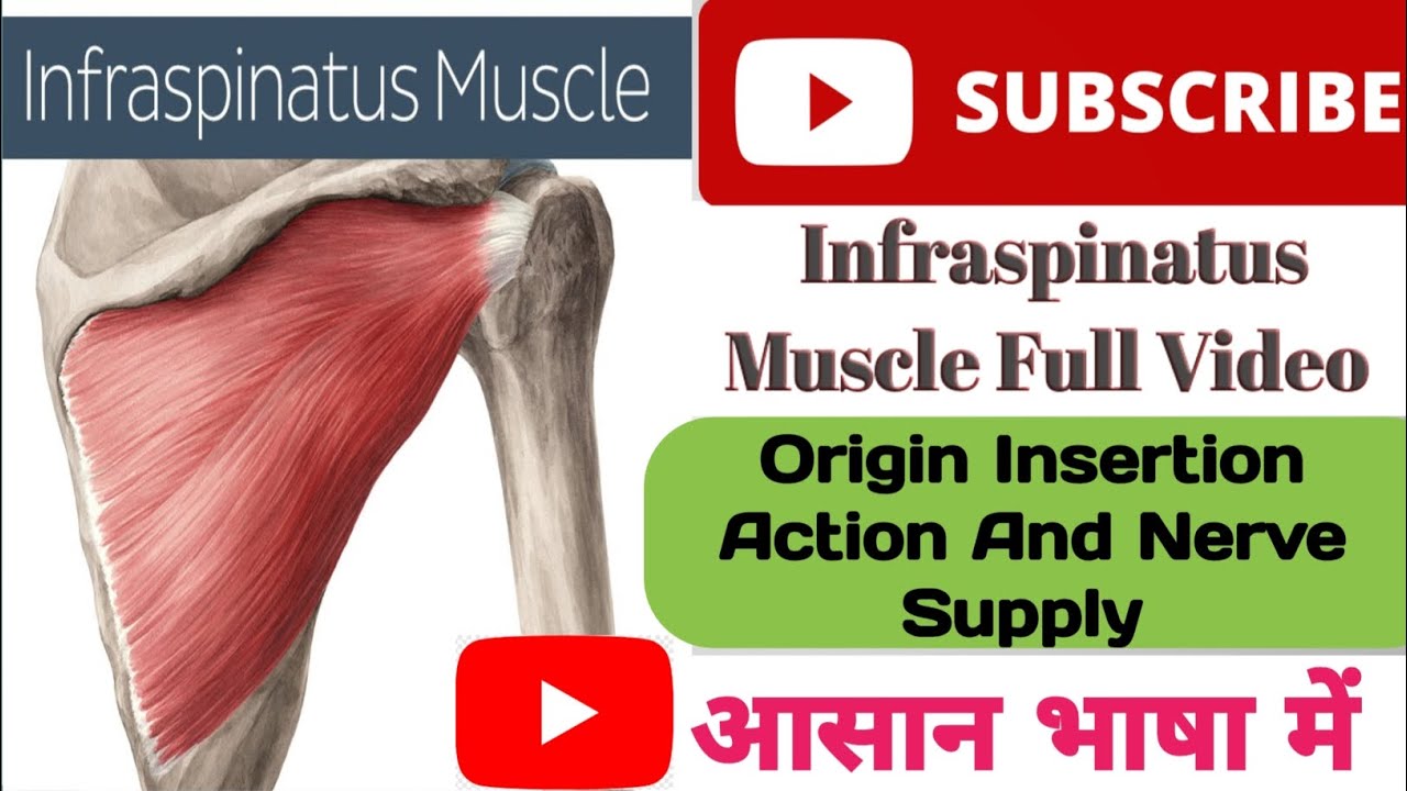 Infraspinatus Muscle Origin Insertion Action And Nerve Supply | Full ...