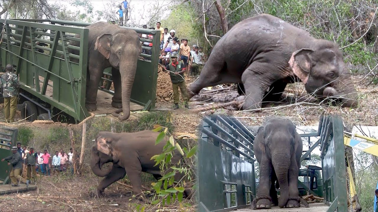 Trans locating an aggressive elephant ! - YouTube