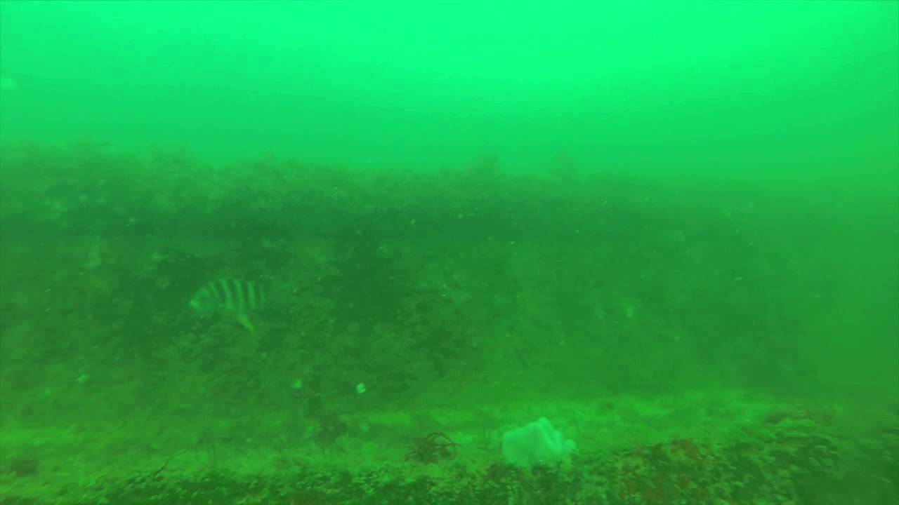 Three mile reef - YouTube