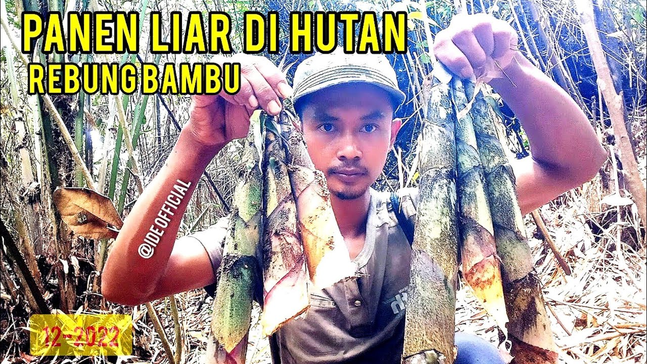 MENCARI DAN PANEN REBUNG BAMBU HUTAN MANIS..!!BAMBOO SHOOTS||survival23 ...