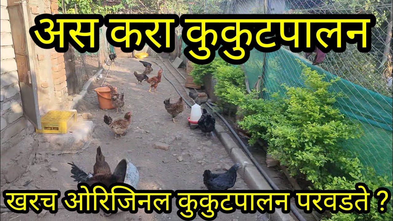 खरंच ओरिजिनल कुकुटपालन परवडते का?गावरान कुक्कुटपालन #dwit farm - YouTube