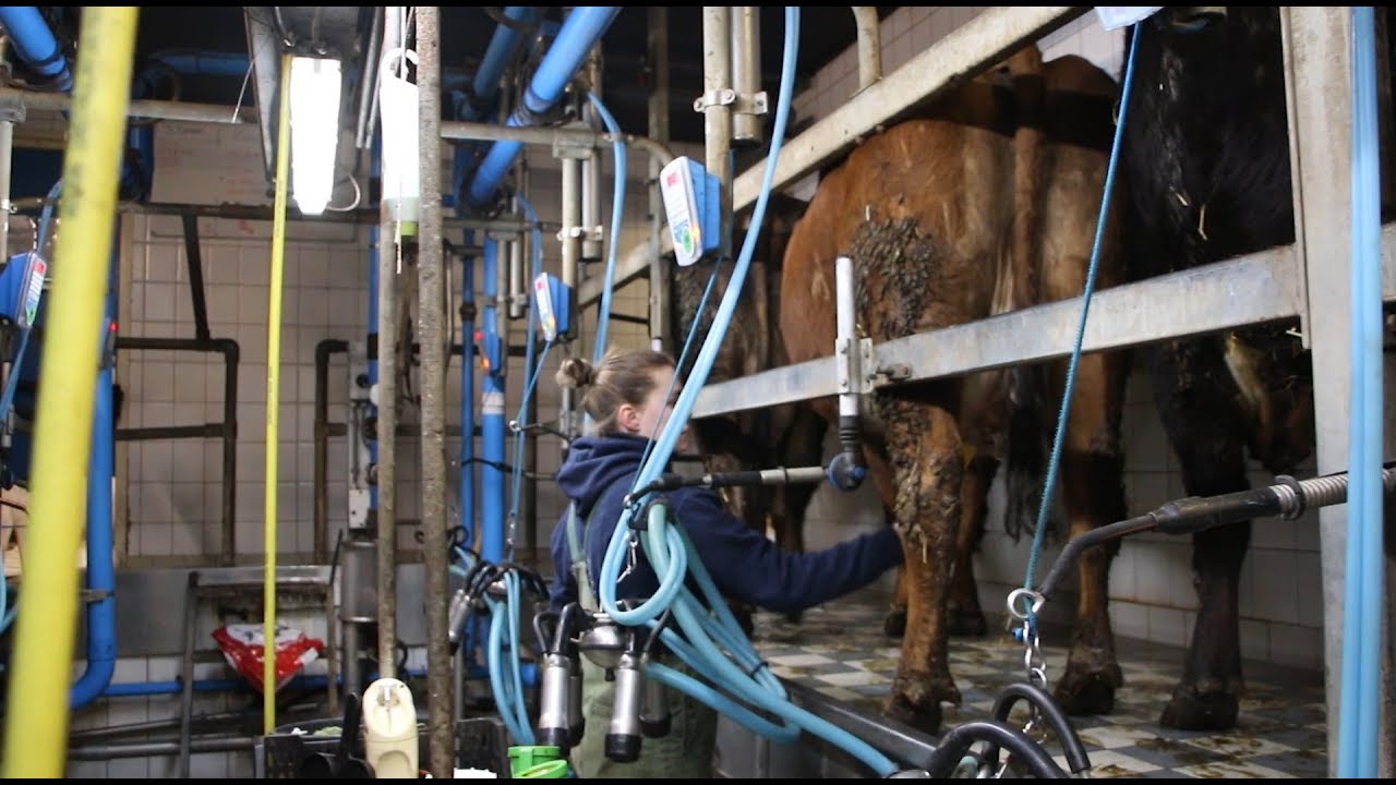 Een zondagochtend in de melkput op Warmonderhof - YouTube