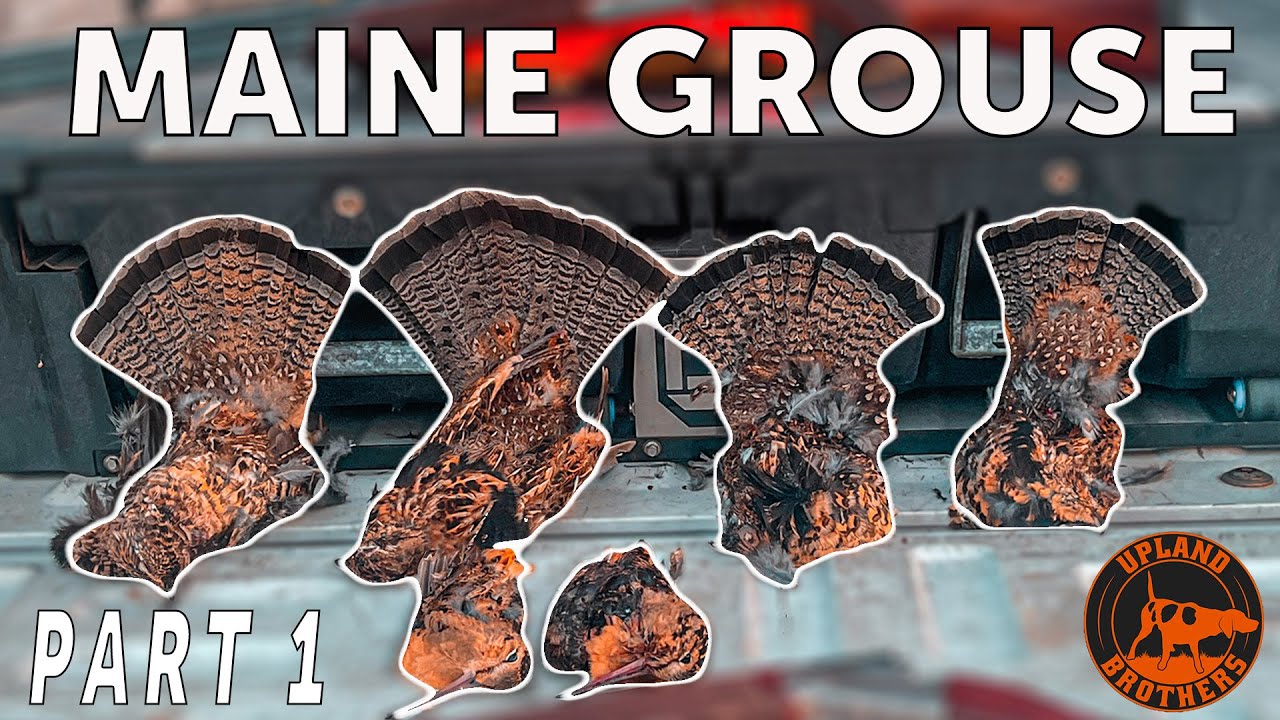 SUCCESSFUL Maine Grouse & Woodcock Hunt | Upland Hunting With Dogs ...