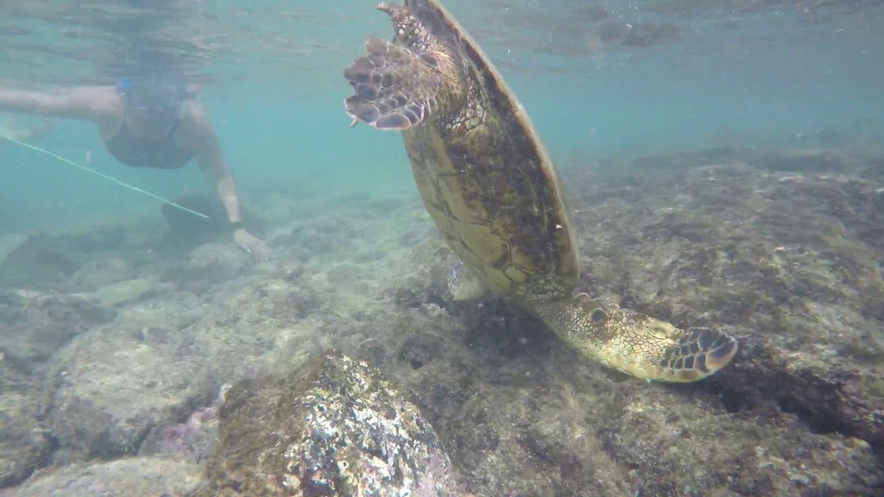 Swimming with Hawaiian Green Sea Turtle (Honu) - YouTube