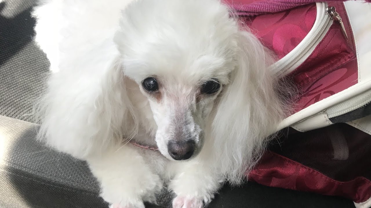 "KIMI" - Toy pudla (Craig T. Cooper - Kimi Walk) - YouTube