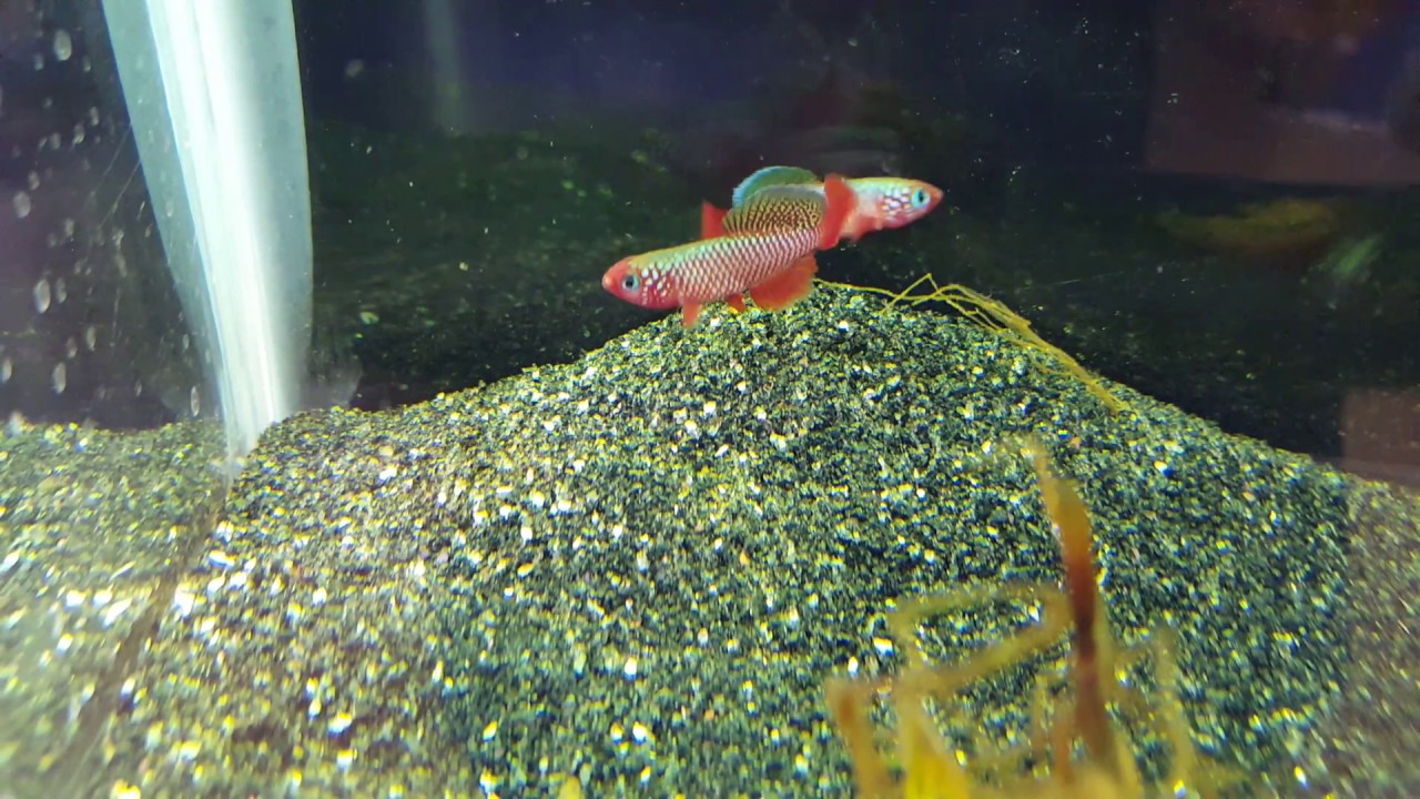 red ruby killifish - YouTube