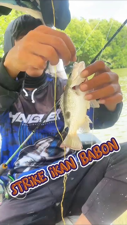 Mancing Strike ikan Babon, Hingga Senar Pancing Hampir Putus 💔💔 #fishing #mancing - YouTube