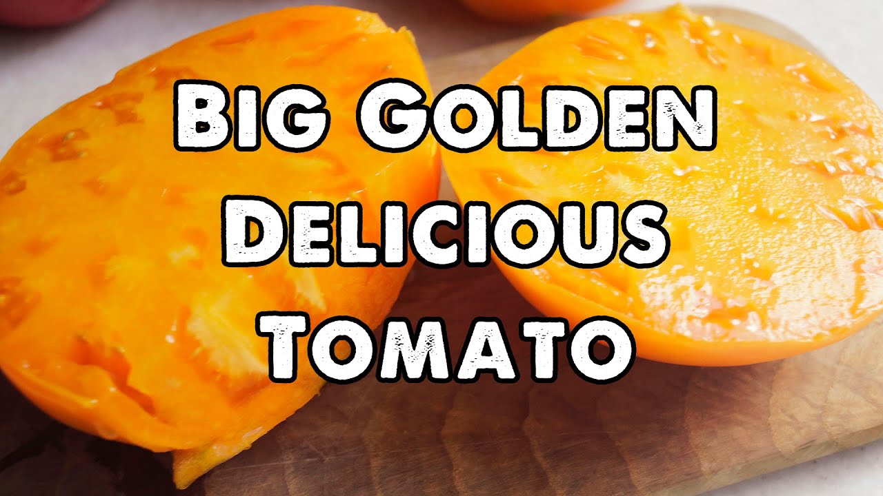 Big Golden Delicious Tomato - YouTube