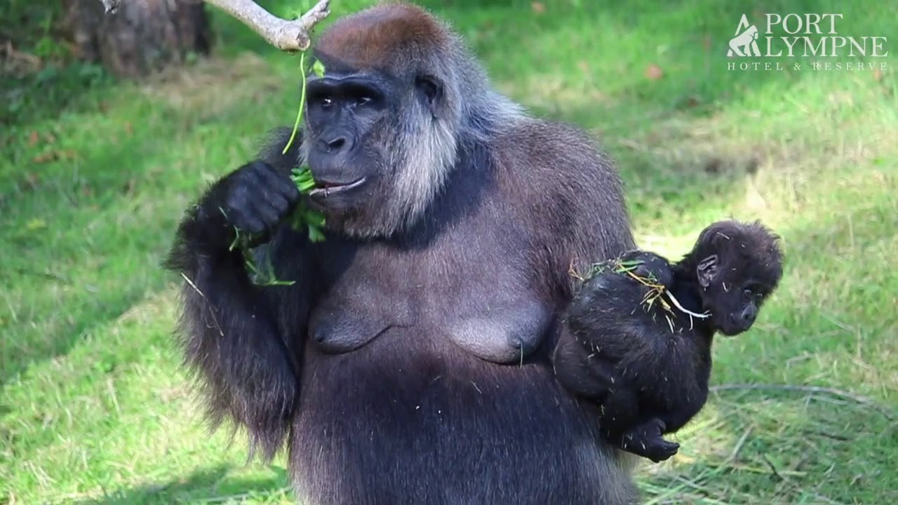 Tamba Celebrates Her 32nd Birthday! - YouTube