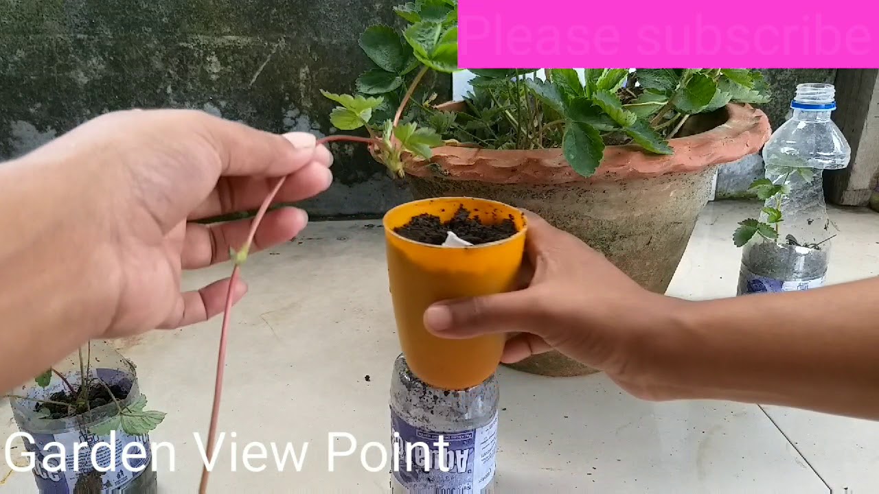 How to make new Strawberry plant at home/Plnting strawberry runners ...