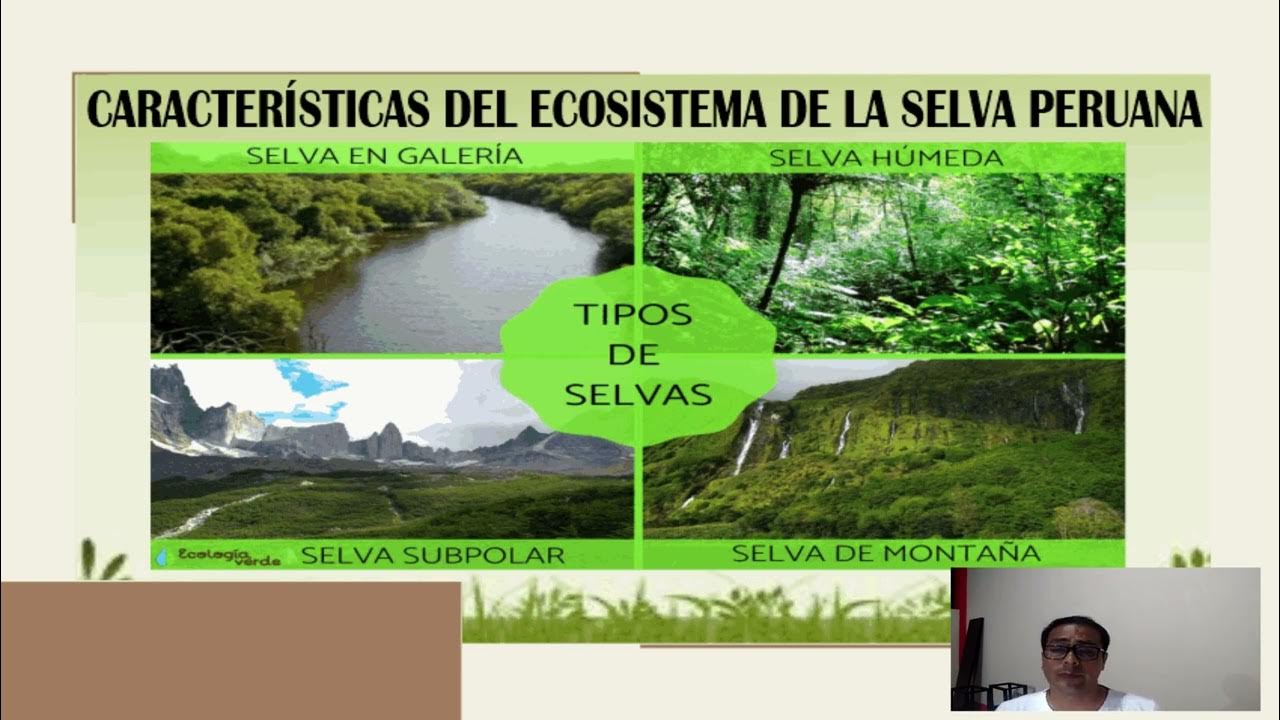 ECOSISTEMAS DEL PERU SELVA TROPICAL - YouTube