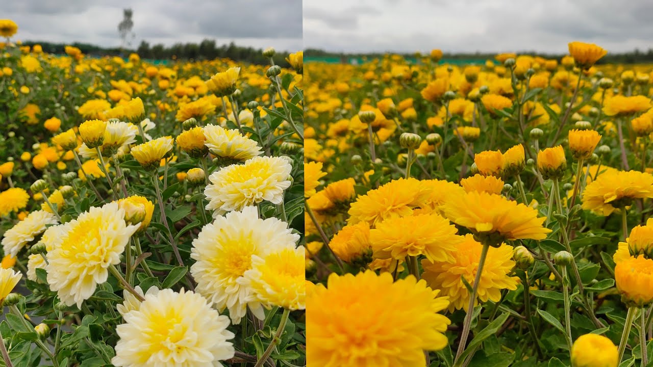 Sent yellow flowers farming in kolar | Samanthi flowers - YouTube