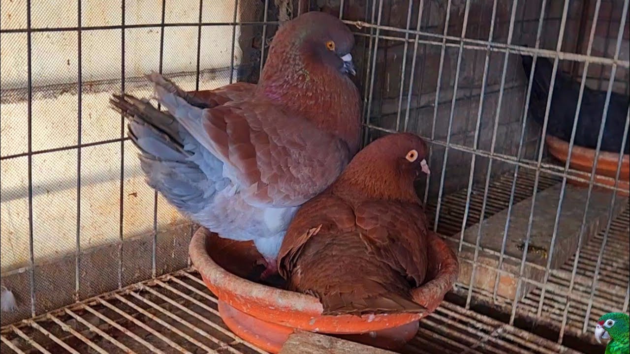 King pigeons | Read king pigeon | pigeons of king | king pigeon ...