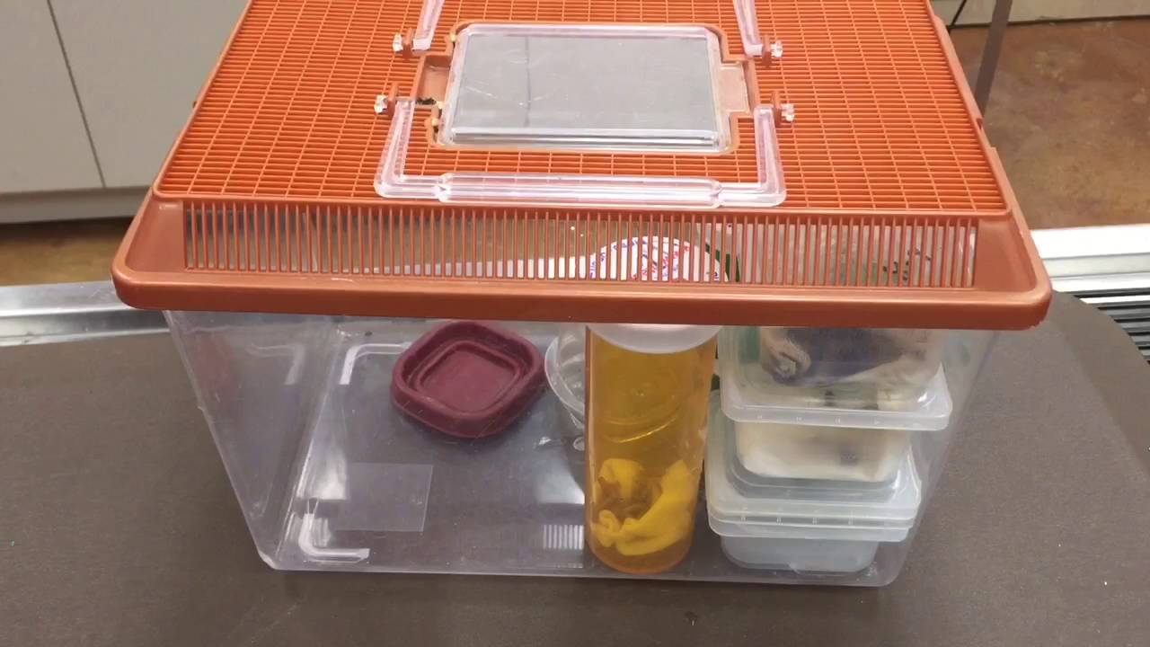 Time To Make The Maggots!!! - YouTube