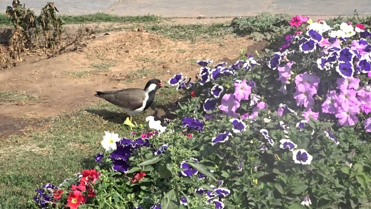 Thirsty Titihari( red wattled lapwing)bird. - YouTube