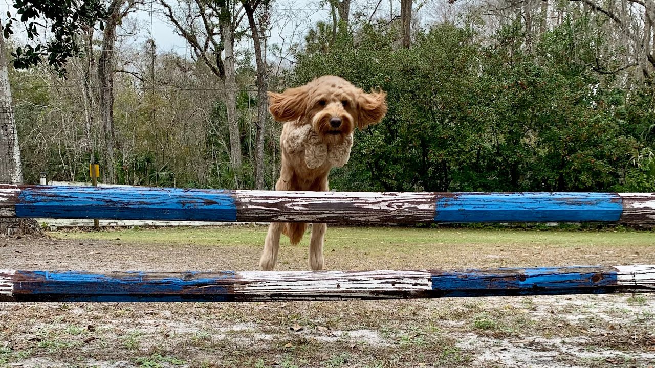 Cooper 2.0 Refreshed and Remarkable - K9 Training by Moriah - YouTube