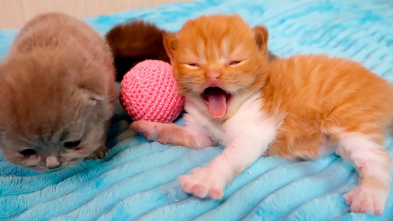 See the Cutest Yawn! Kittens Have the Secret to a Good Night's Sleep ...