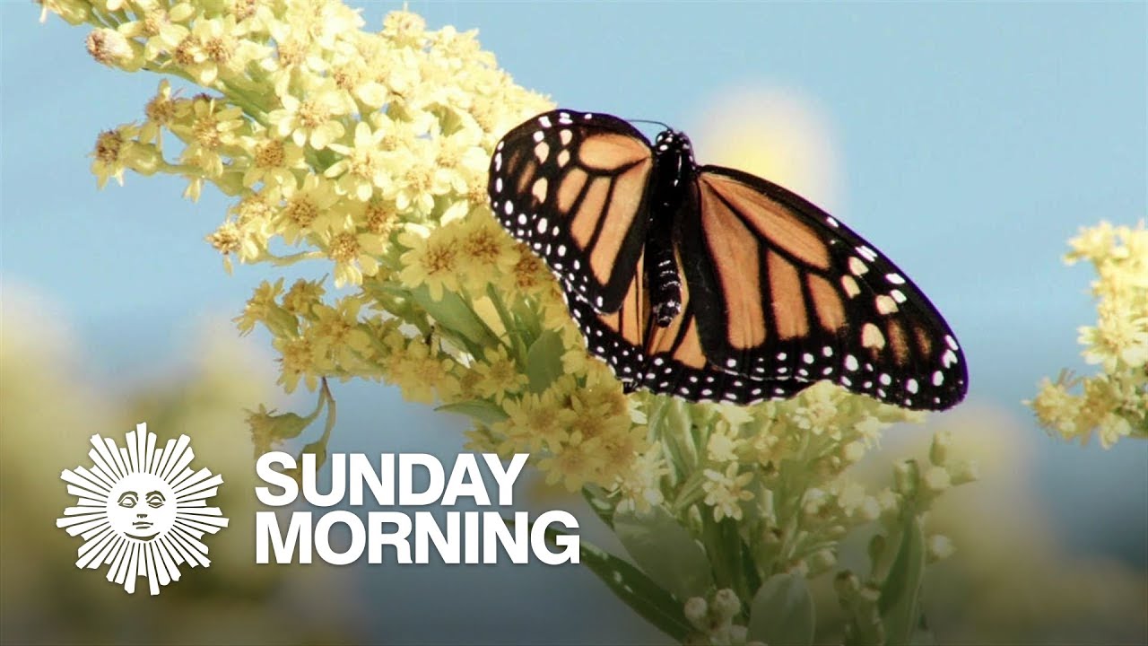 Nature: Monarch butterflies in New Jersey - YouTube
