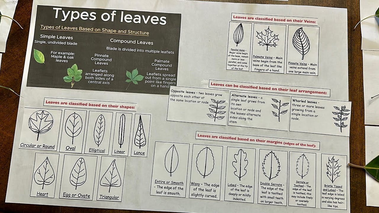 Leaf Classification: Simple and Compound (Pinnate and Palmate Leaves ...