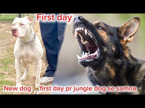 Jack first day 😊 || jungle dog se samna 🥶 || dog vlogs - YouTube