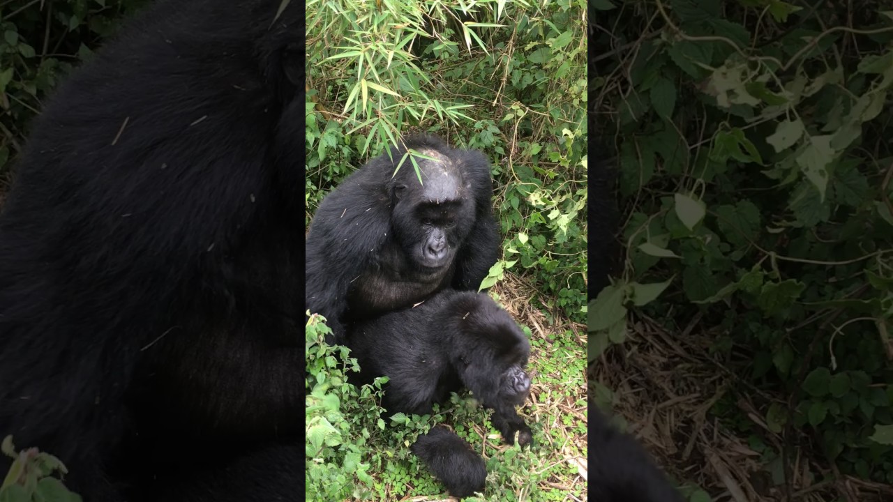 Gorilla mating clip PNV - YouTube