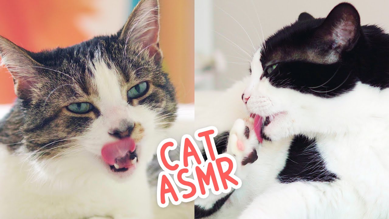 🎧 ASMR Cat Grooming #90 - YouTube