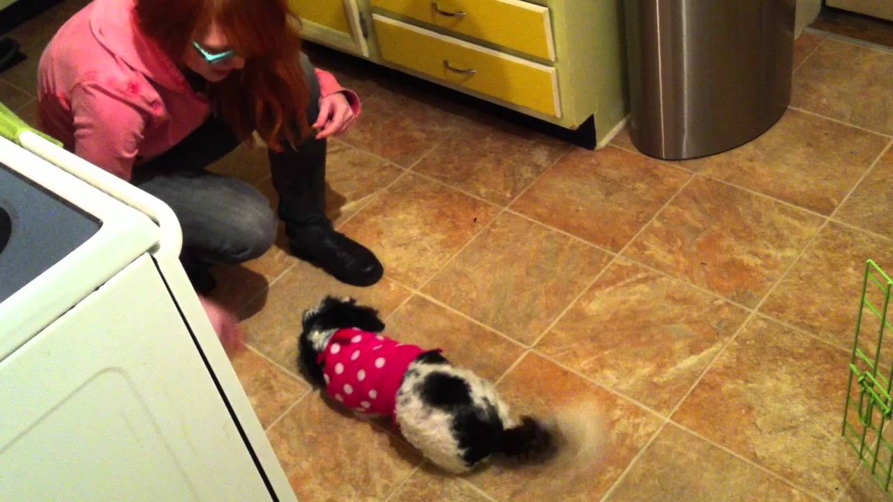 Om Nom the puppy shows off. - YouTube