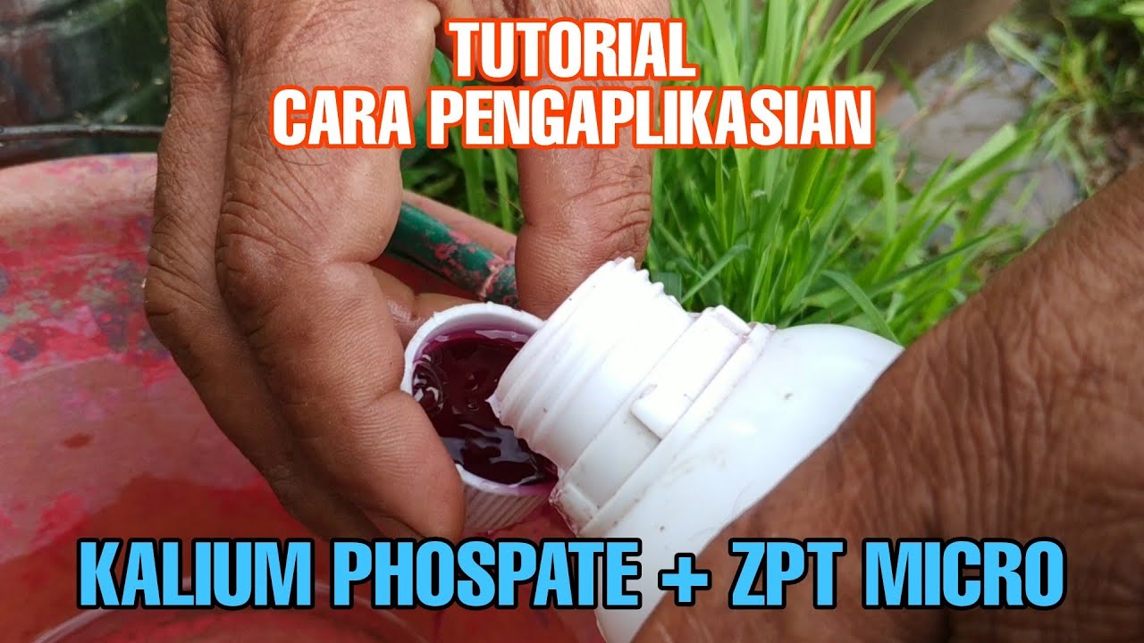 Cara Aplikasi Kalium Phospate + ZPT Micro (PUPUK HANAMARU) - YouTube