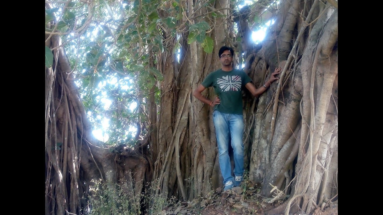 The Great Banyan tree at KV Bambolim Campus, Goa - YouTube