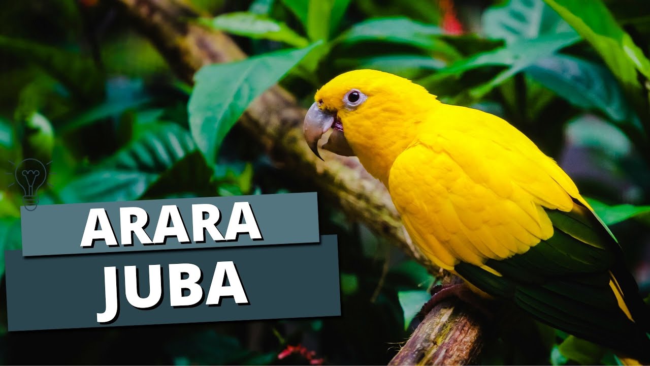 ARARAJUBA: Saiba tudo sobre essa ave com características incríveis ...