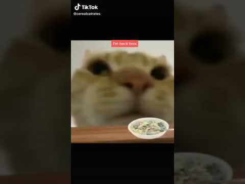 Cat eating froot loops - YouTube