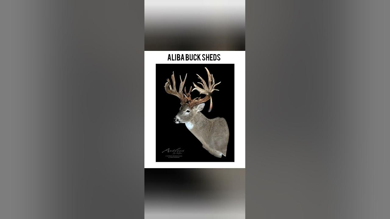 30 of the Biggest Whitetail Shed Antler Sets Ever Found Antlers by ...